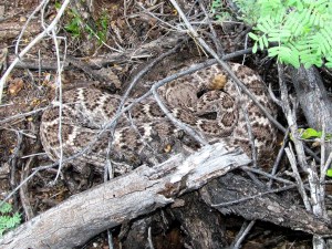 Trinidad & Tobago Snakes - SerpentResearch.Com