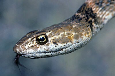 Snakes control blood flow to the spectacle to improve vision ...