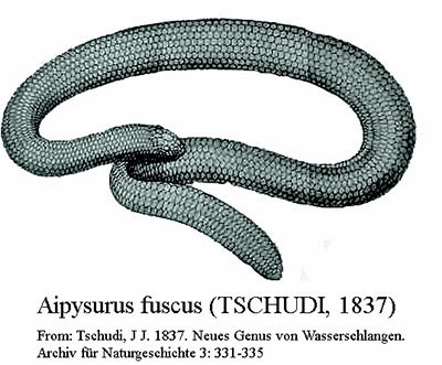 Dusky Sea Snake Exmouth Gulf: A Global Hotspot For Sea Snakes Jul