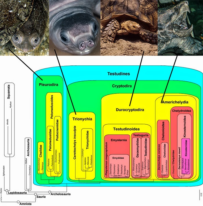 Turtle relationships and their dispersal across the planet ...