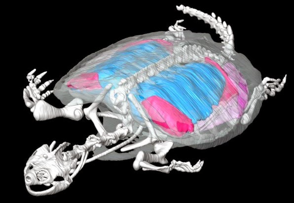 Origin of the ventilatory apparatus of turtles - SerpentResearch.com