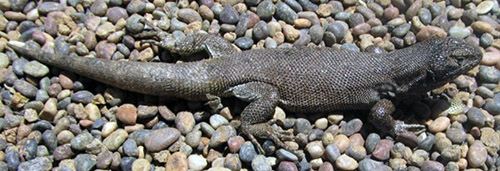 A new species of high elevation Liolaemus (Family Liolaemidae ...