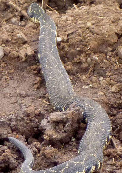 Team - SerpentResearch.com