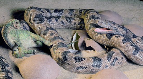 Norisophis begaa, a new basal snake from the early Cretaceous ...