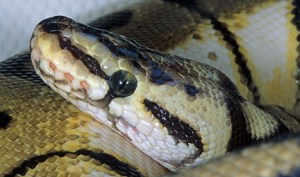 An intentional release of Ball Pythons in Georgia - SerpentResearch.com