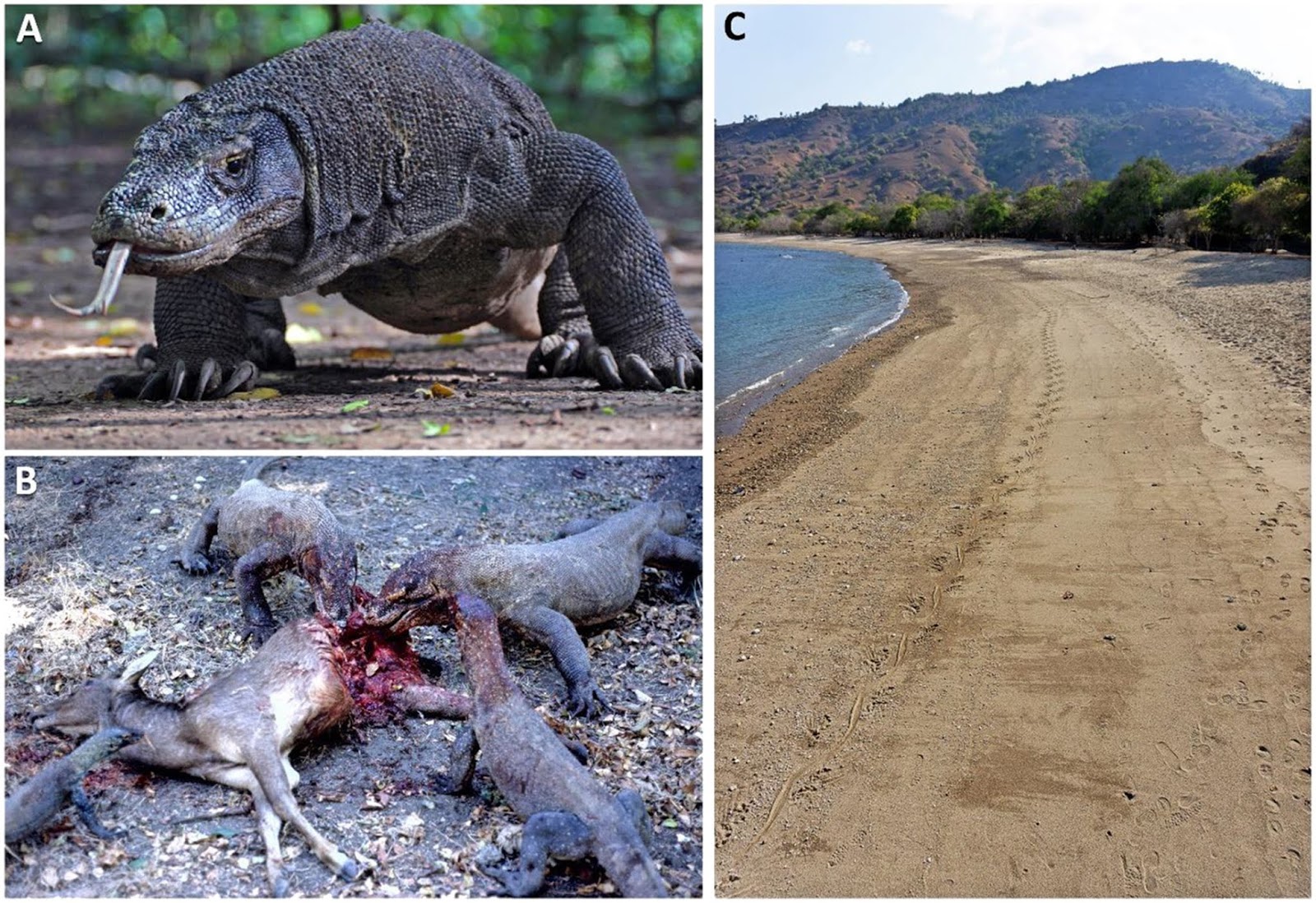 Why did the Komodo Dragon survive the Pleistocene extinctions of the ...