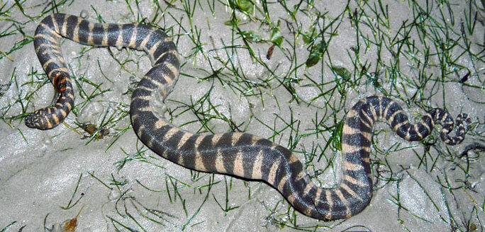 The Little File Snake, Acrochordus granulatus - SerpentResearch.com