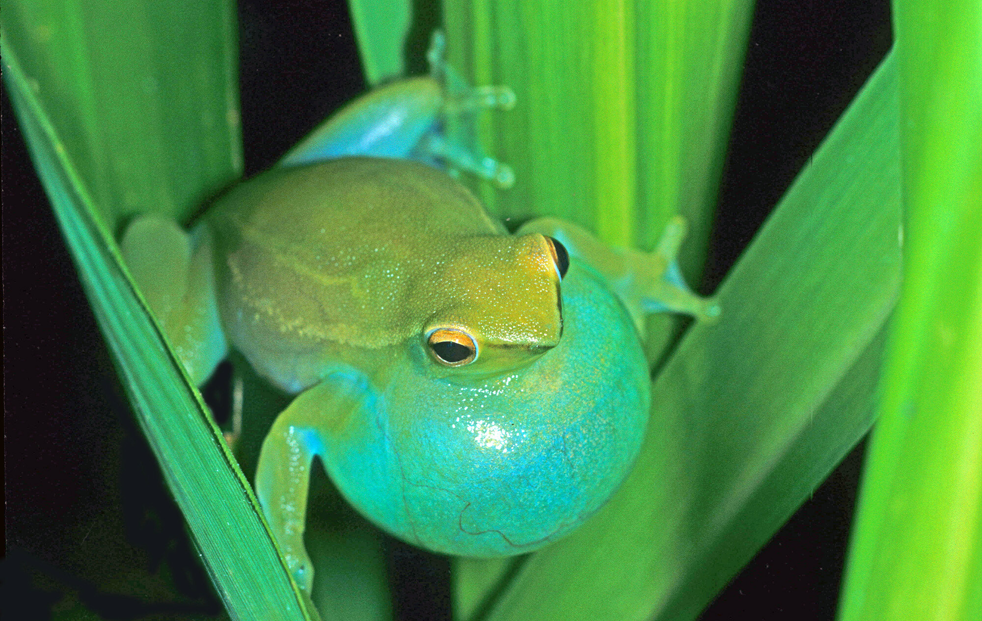 Trinidad and Tobago Frogs - SerpentResearch.Com