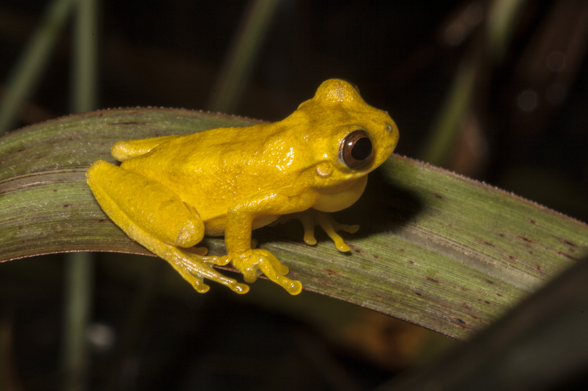 Trinidad and Tobago Frogs - SerpentResearch.Com