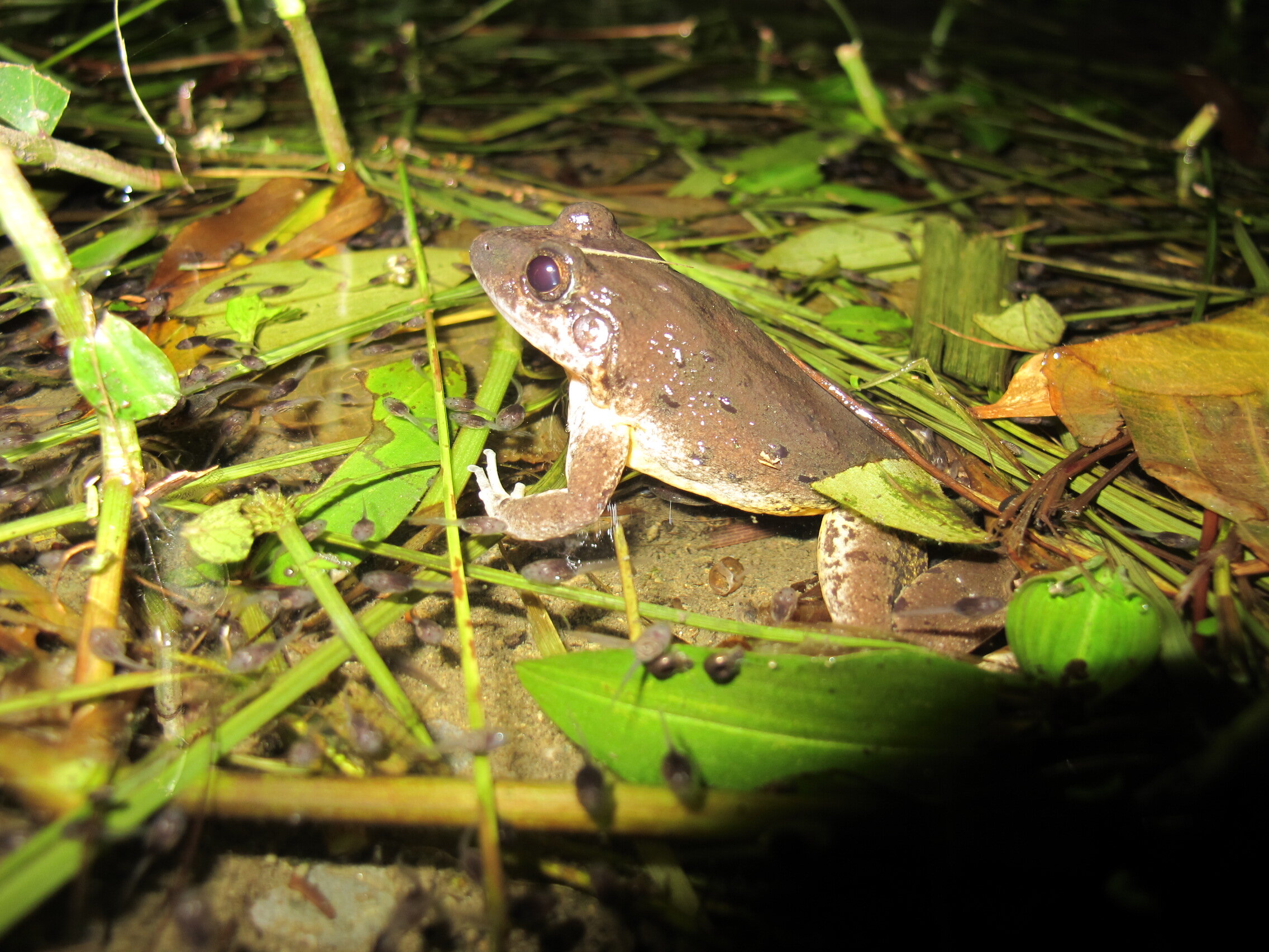 Trinidad and Tobago Frogs - SerpentResearch.Com