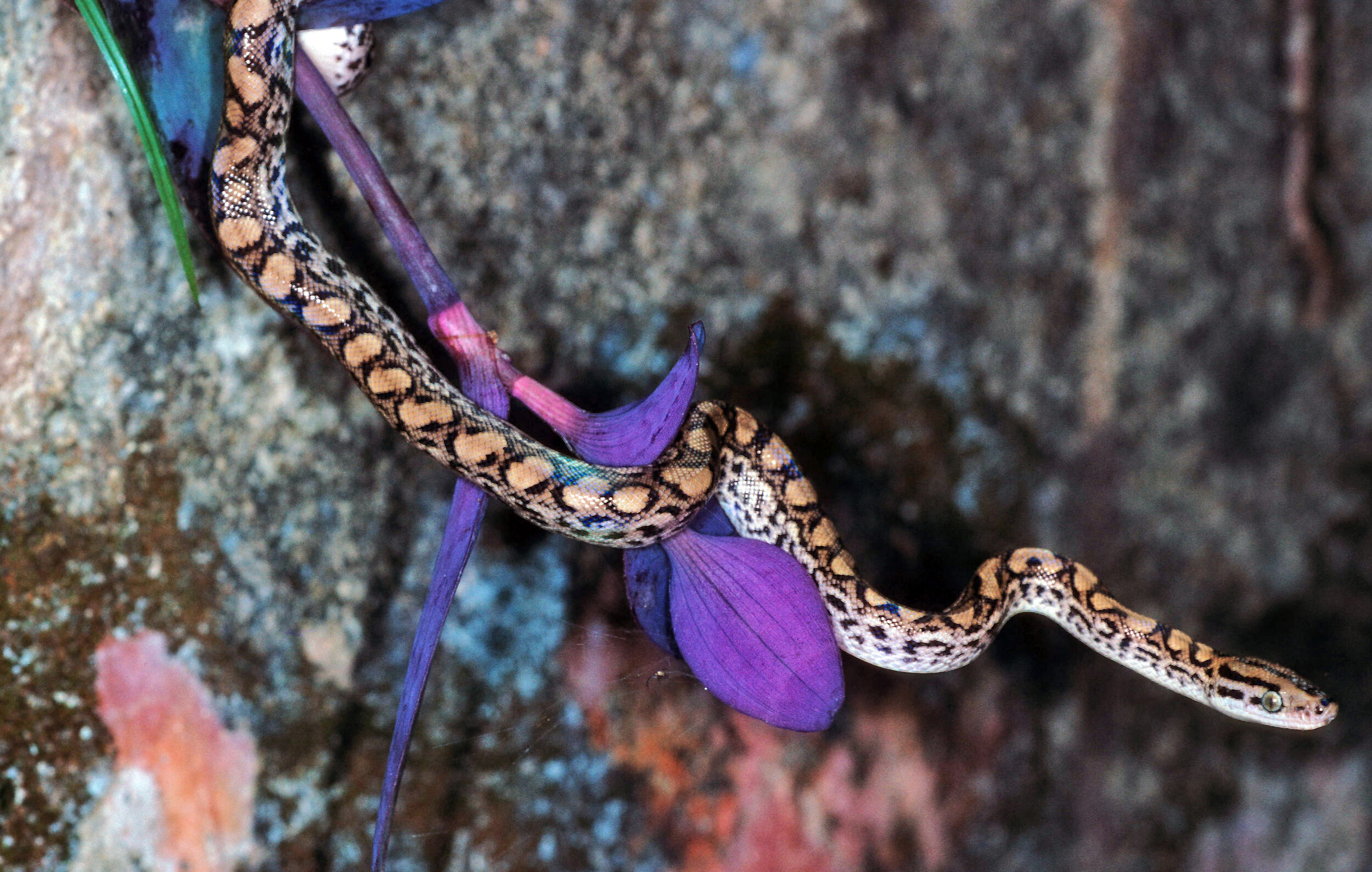 Trinidad & Tobago Snakes - SerpentResearch.Com