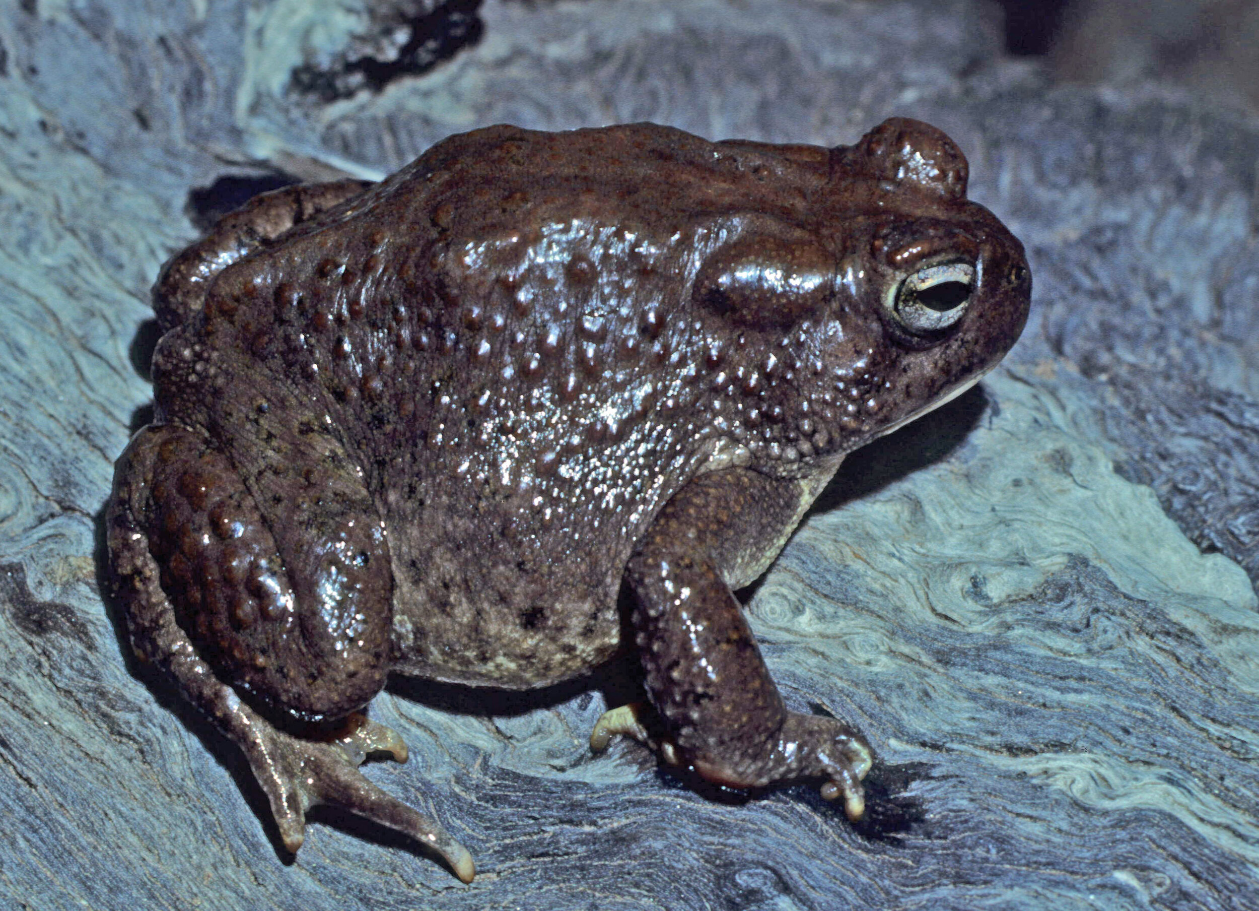 Arizona Toad - SerpentResearch.com