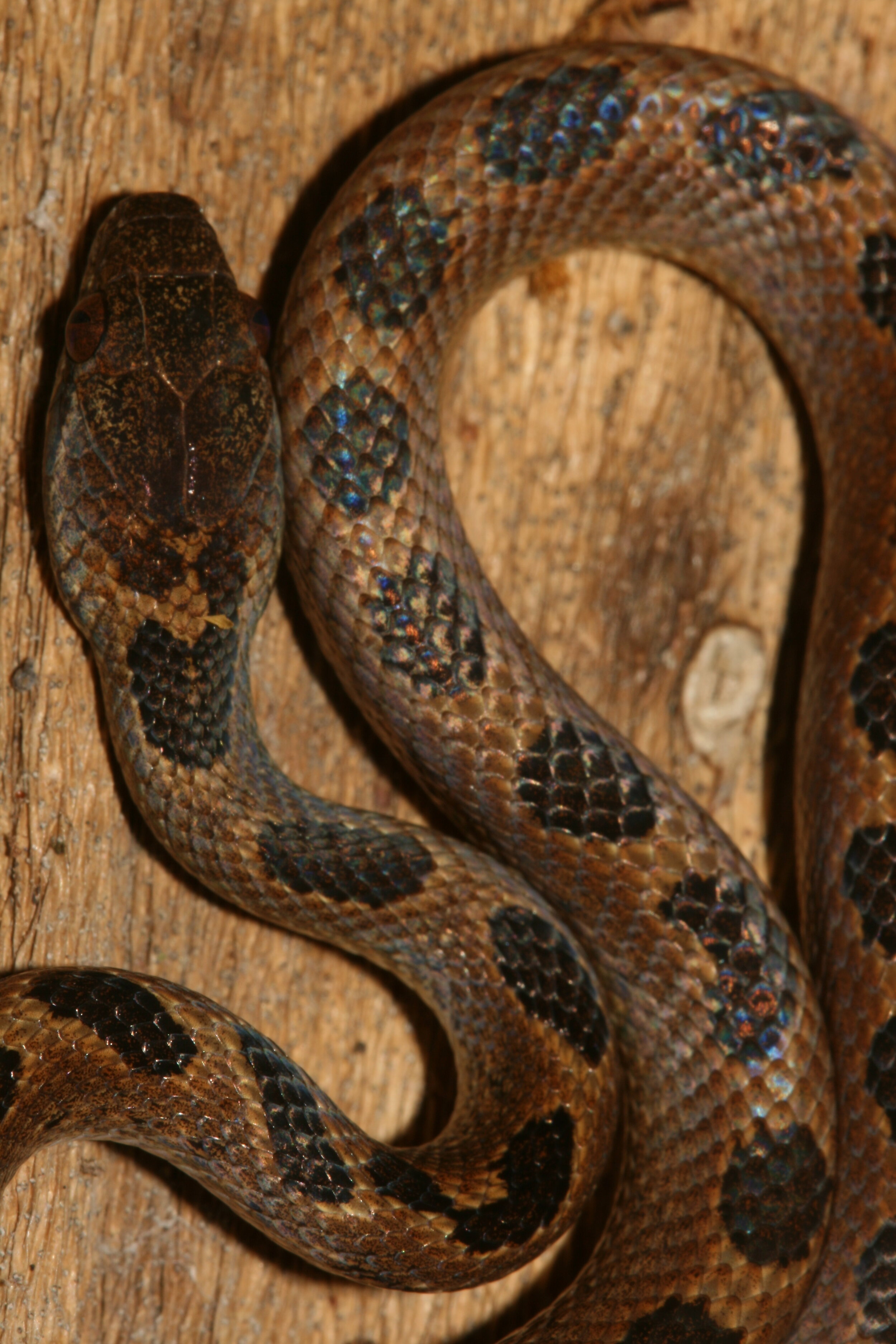 Trinidad & Tobago Snakes - SerpentResearch.Com