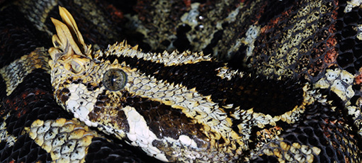 A new giant fossil snake from northwest India's Eocene ...