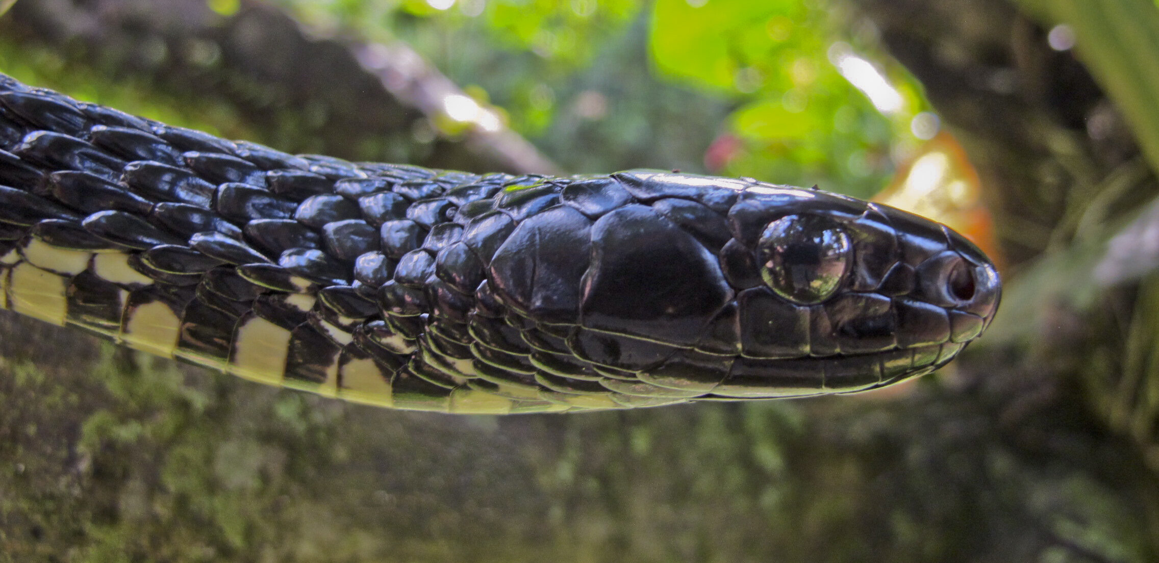 Trinidad & Tobago Snakes - SerpentResearch.Com