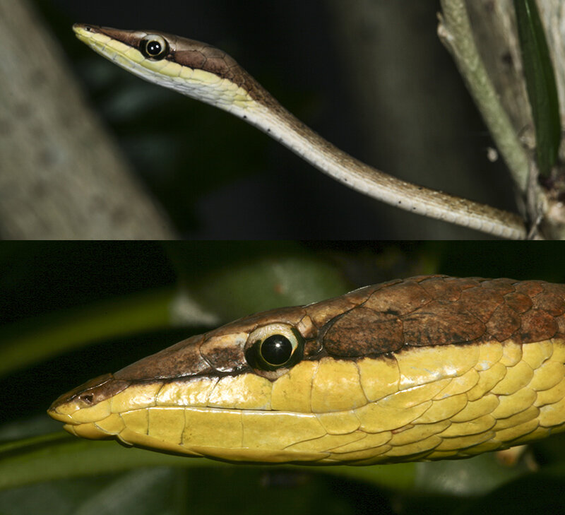 Trinidad & Tobago Snakes – Serpentresearch.com