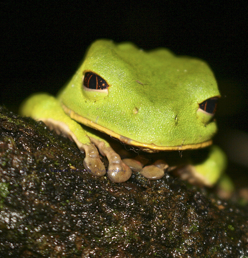 Trinidad and Tobago Frogs - SerpentResearch.Com