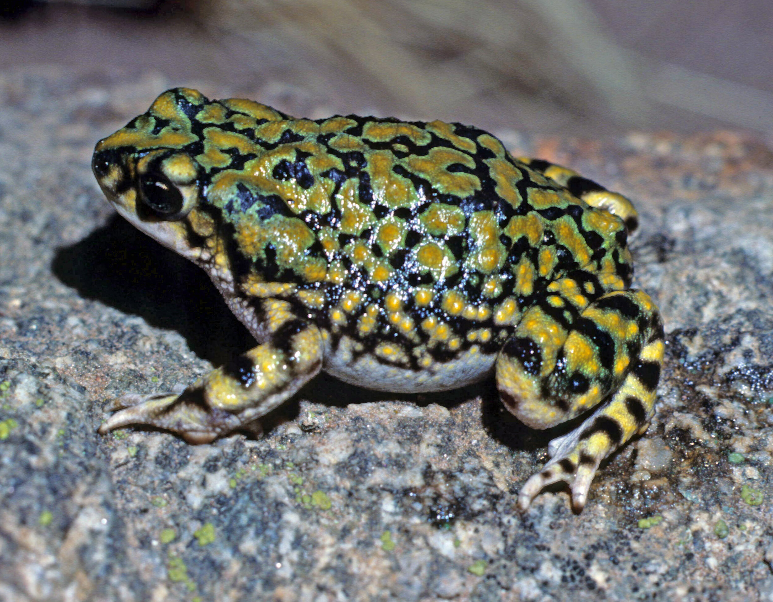 Sonoran Green Toad - SerpentResearch.com