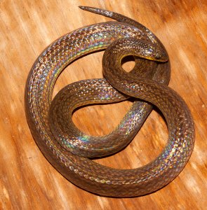 Trinidad & Tobago Snakes - SerpentResearch.Com