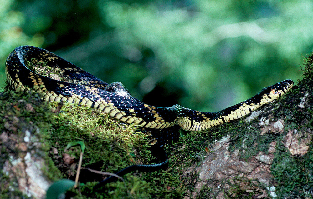 Trinidad & Tobago Snakes - SerpentResearch.com