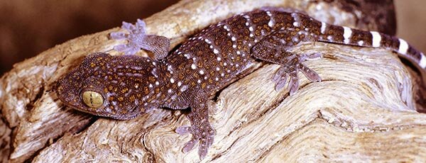 Geckos with armor - SerpentResearch.com