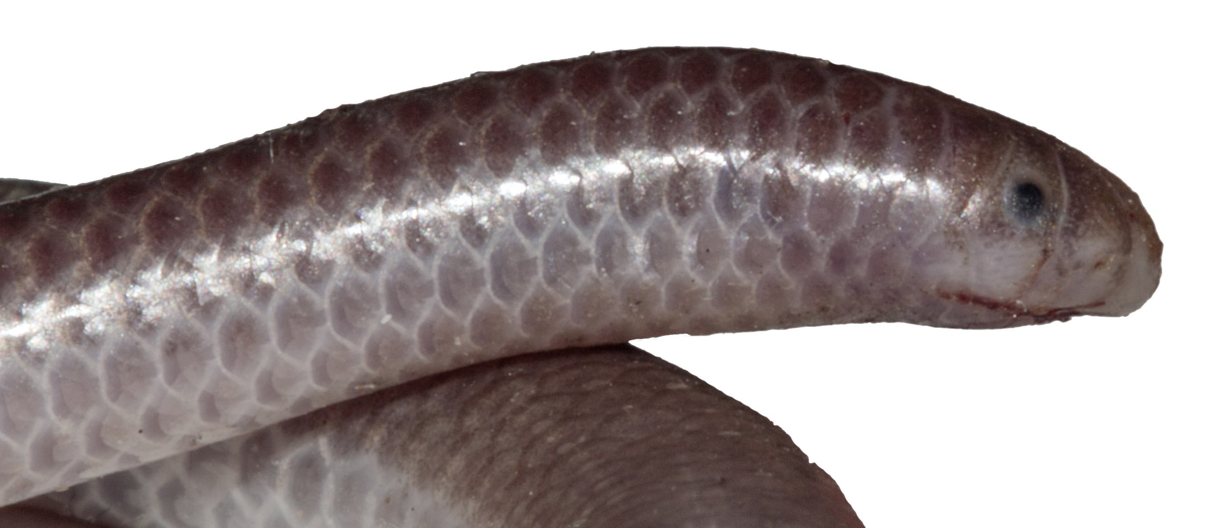 Thread Snakes - SerpentResearch.Com
