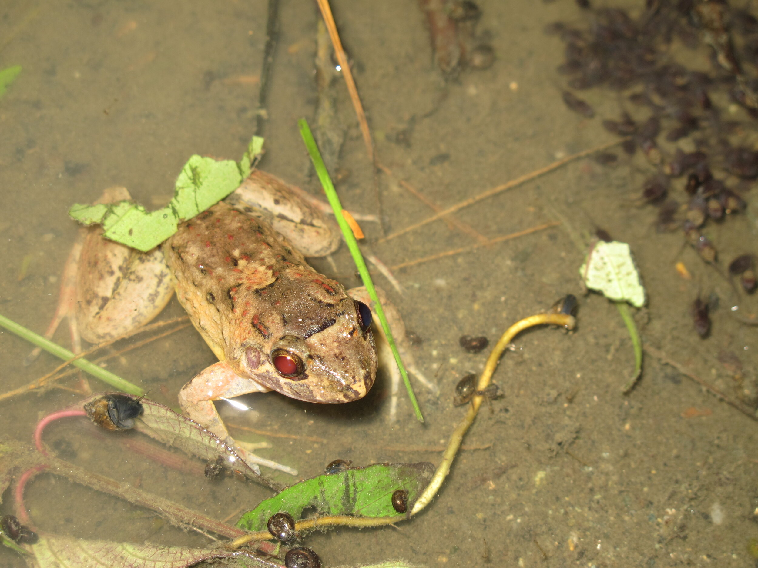 Trinidad and Tobago Frogs - SerpentResearch.Com