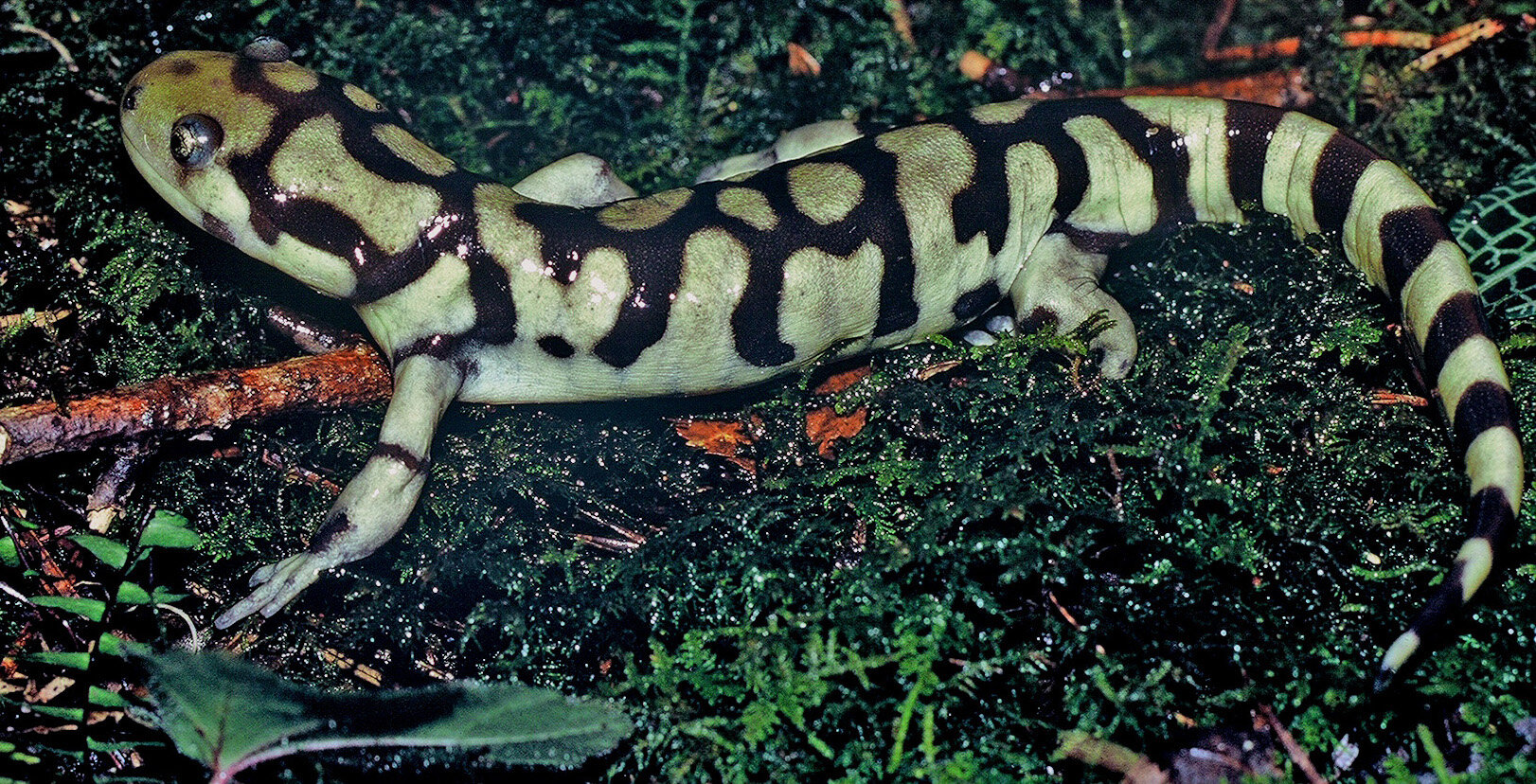 Salamanders in Arizona - SerpentResearch.Com