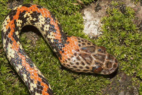 Trinidad & Tobago Snakes - SerpentResearch.Com