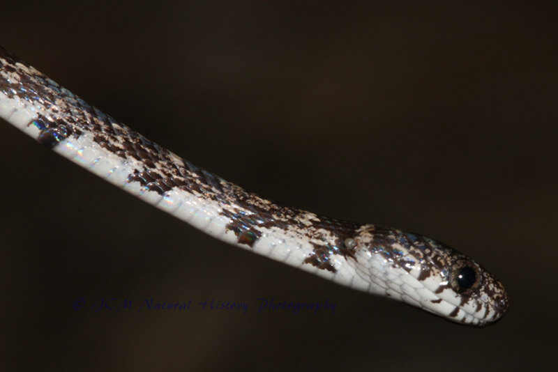 Trinidad & Tobago Snakes - SerpentResearch.Com