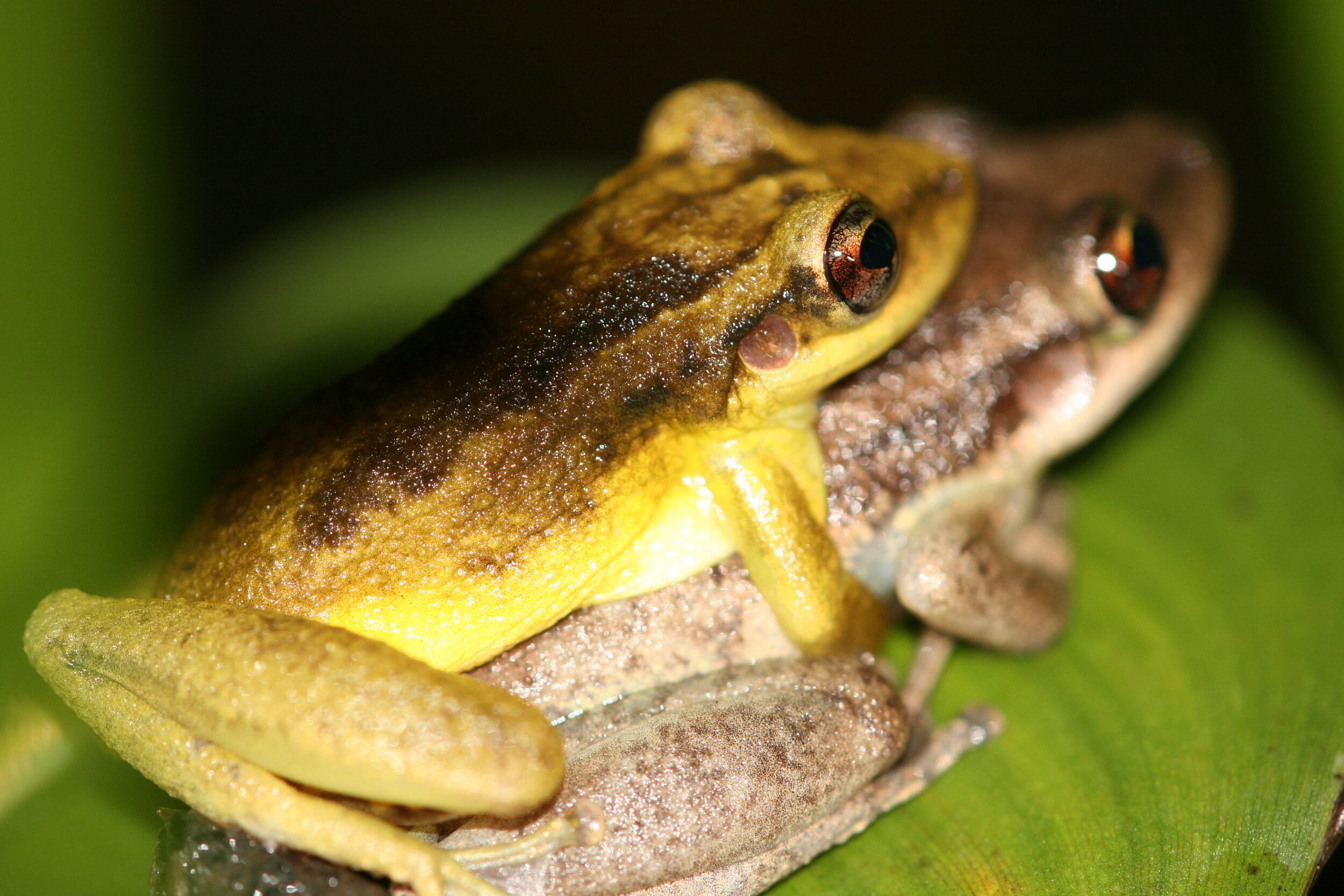 Trinidad and Tobago Frogs - SerpentResearch.Com
