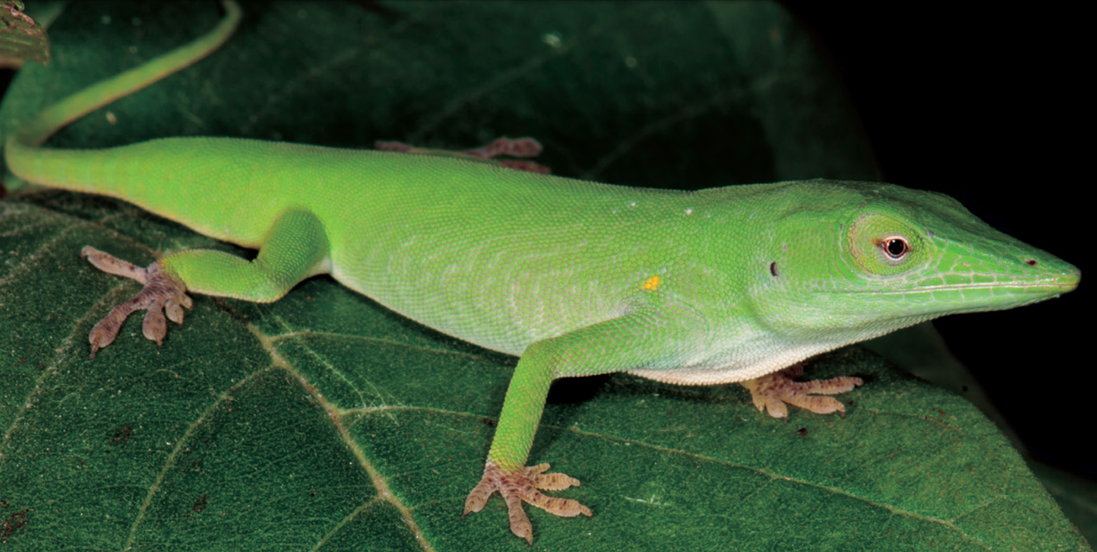 A New Dwarf Anole from Cuba - SerpentResearch.Com