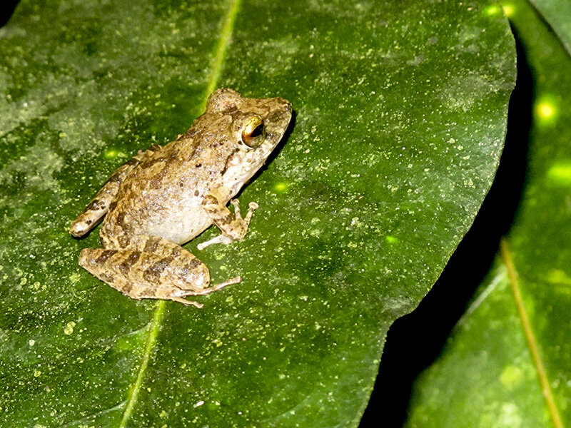 Trinidad and Tobago Frogs - SerpentResearch.Com