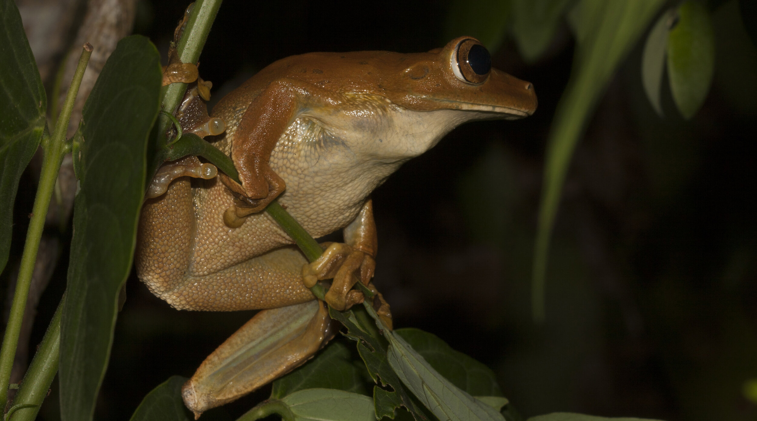 Trinidad and Tobago Frogs - SerpentResearch.Com