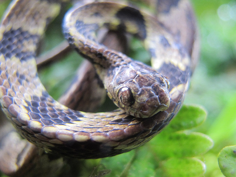Trinidad & Tobago Snakes - SerpentResearch.Com