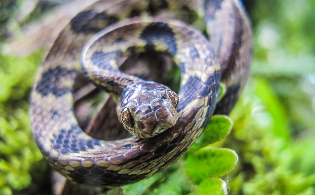 Trinidad & Tobago Snakes - SerpentResearch.com