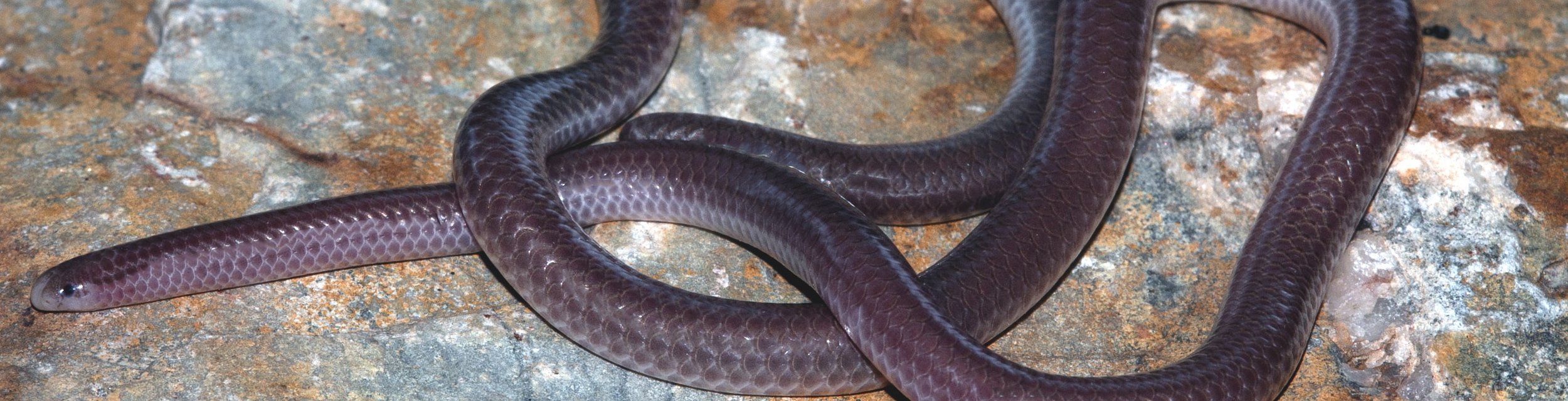 Thread Snakes - SerpentResearch.Com