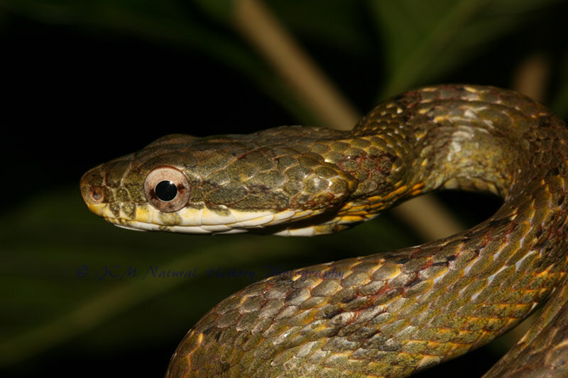 Trinidad & Tobago Snakes - SerpentResearch.Com