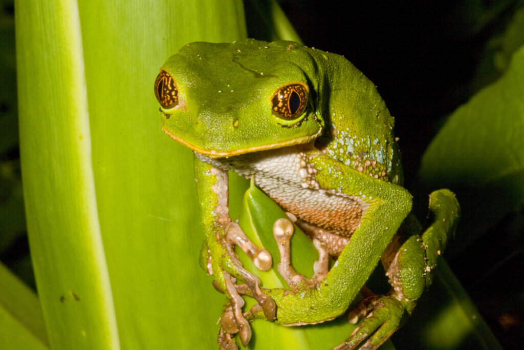 Trinidad and Tobago Frogs - SerpentResearch.Com