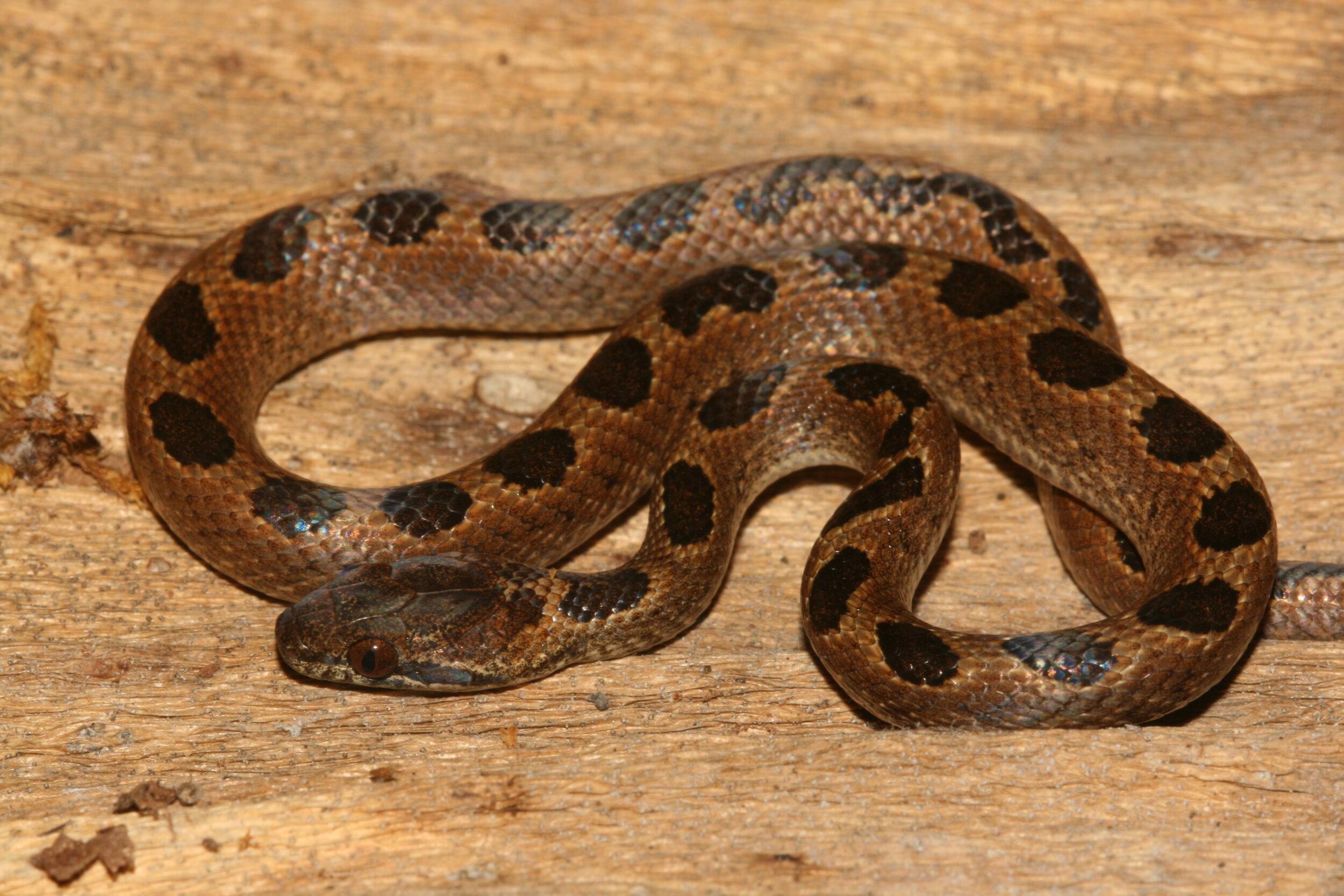 Trinidad & Tobago Snakes - SerpentResearch.Com