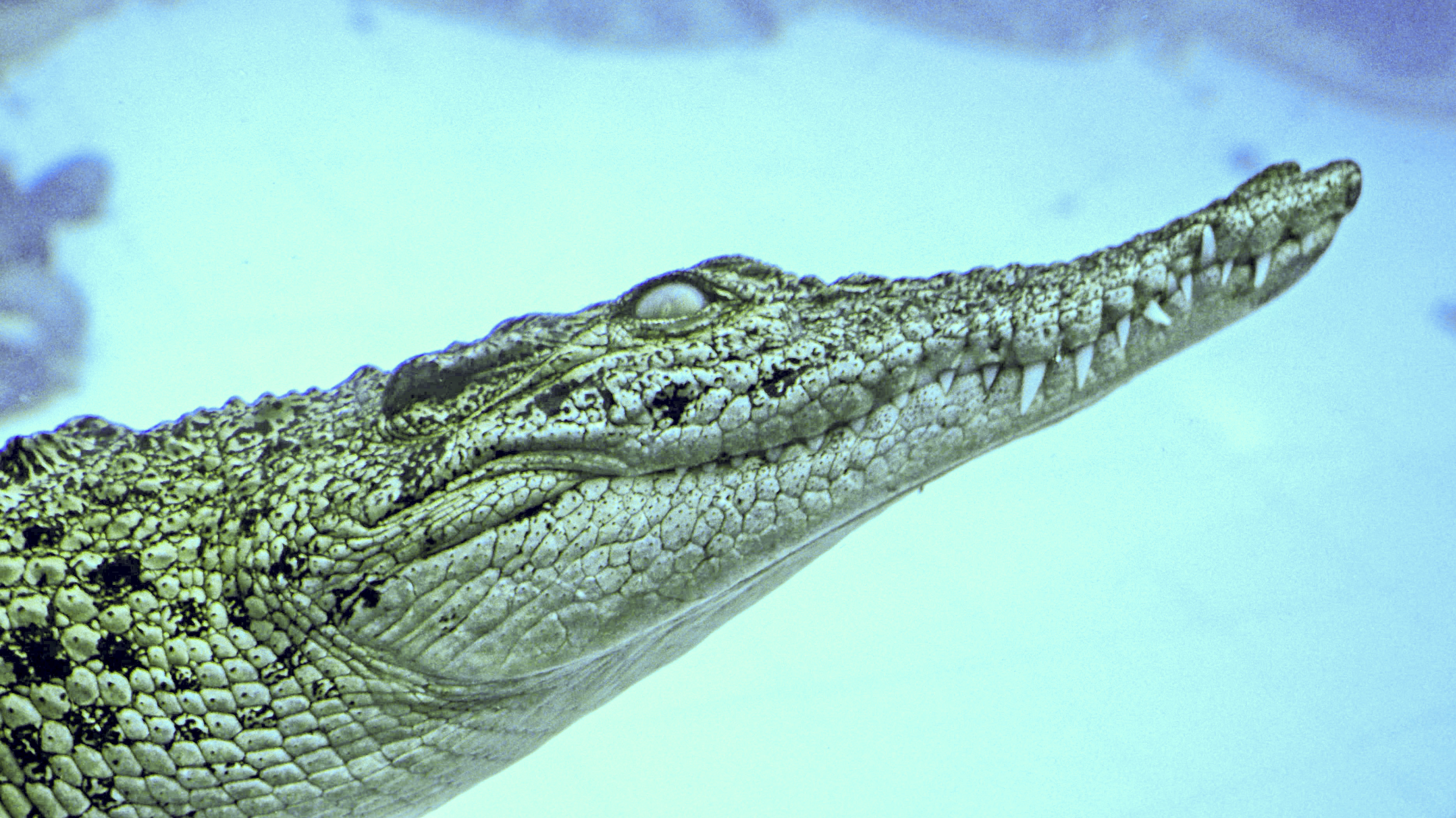 Home - Serpentresearch.com