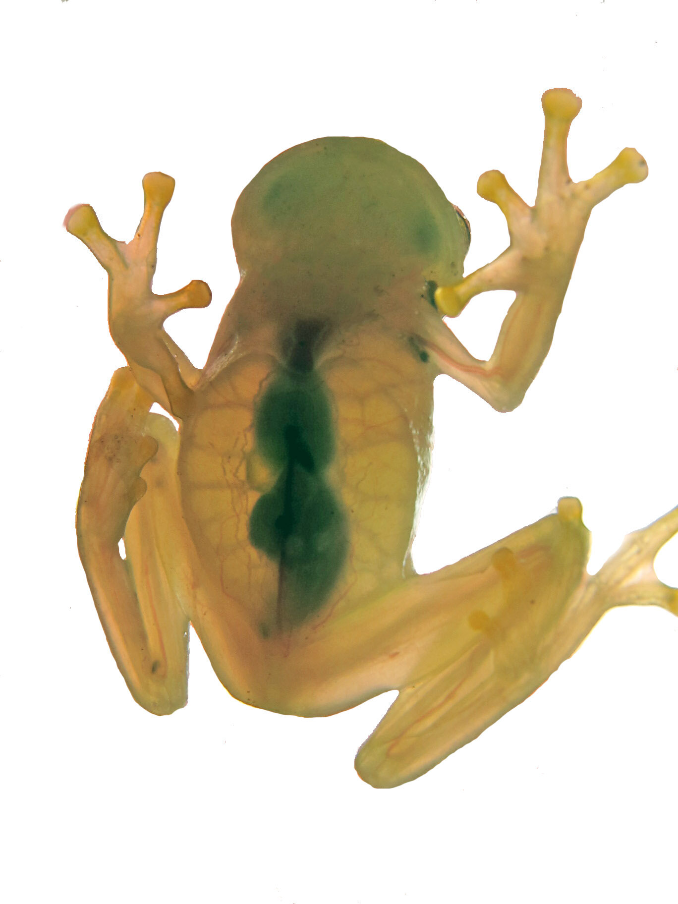 Trinidad and Tobago Frogs - SerpentResearch.Com