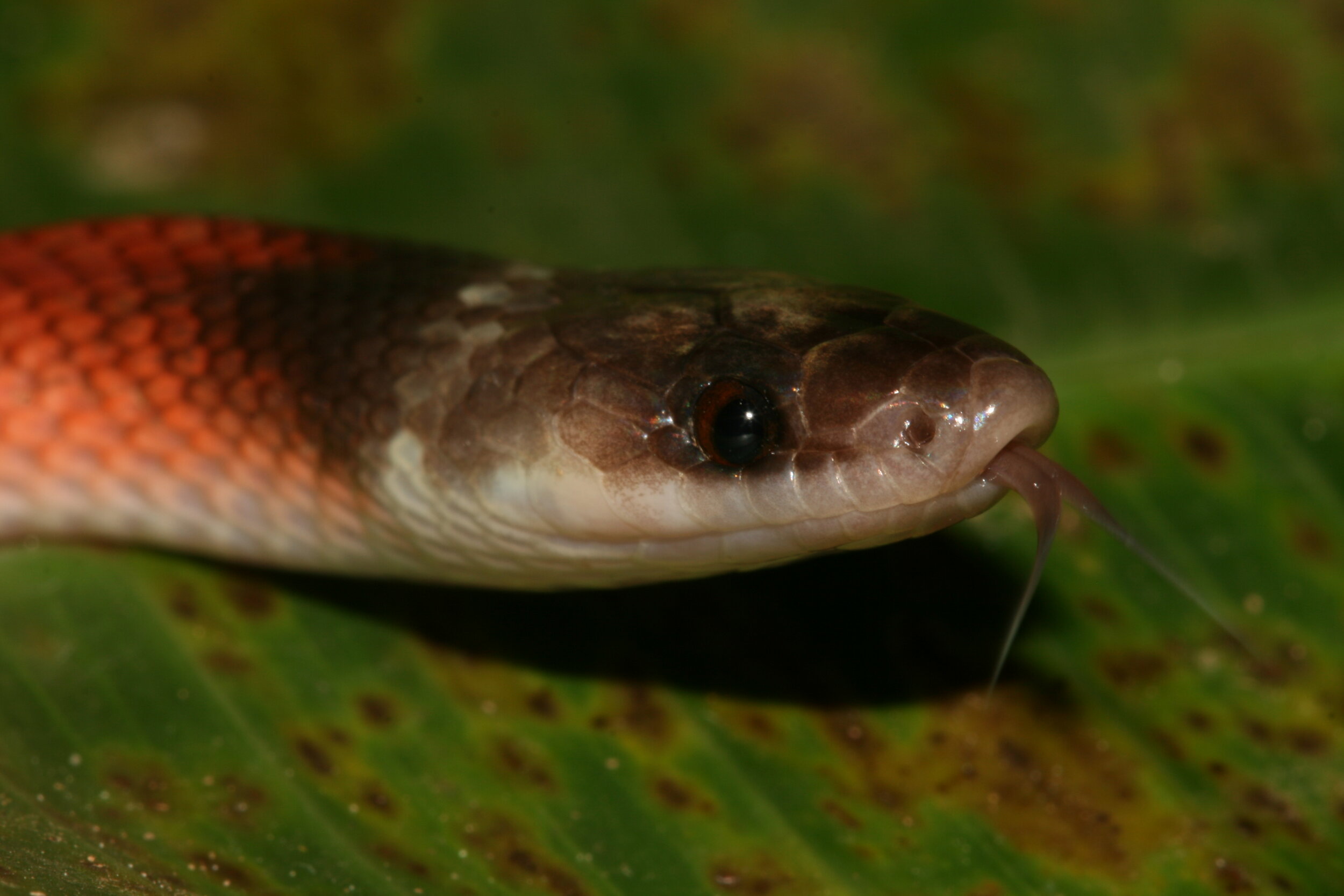 Trinidad & Tobago Snakes - SerpentResearch.Com