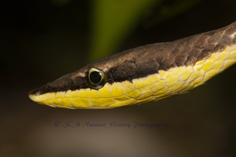 Trinidad & Tobago Snakes - SerpentResearch.Com
