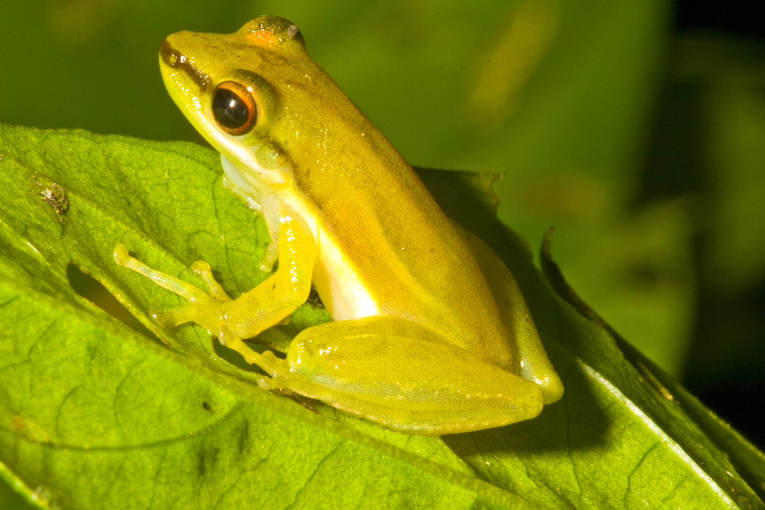 Trinidad and Tobago Frogs - SerpentResearch.Com