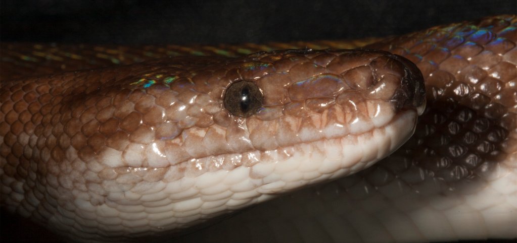 Trinidad & Tobago Snakes - SerpentResearch.Com