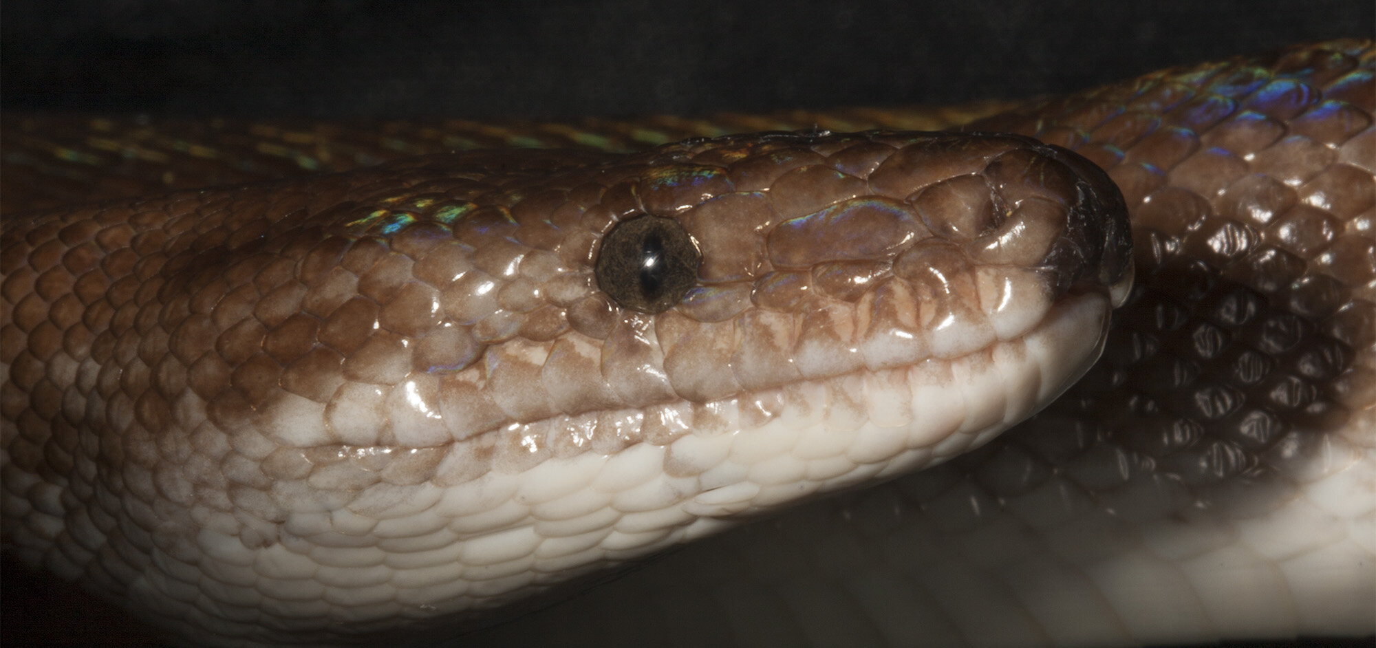 Trinidad & Tobago Snakes - SerpentResearch.Com