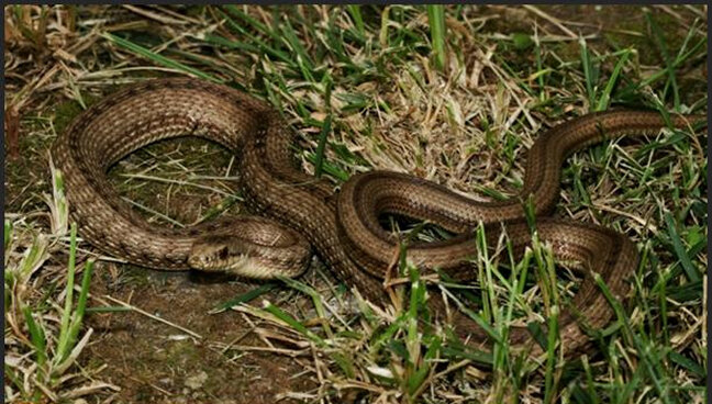 Hot snakes at hot springs - SerpentResearch.Com