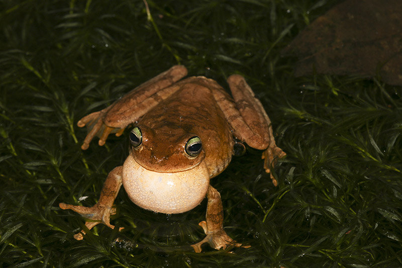 Trinidad and Tobago Frogs - SerpentResearch.Com