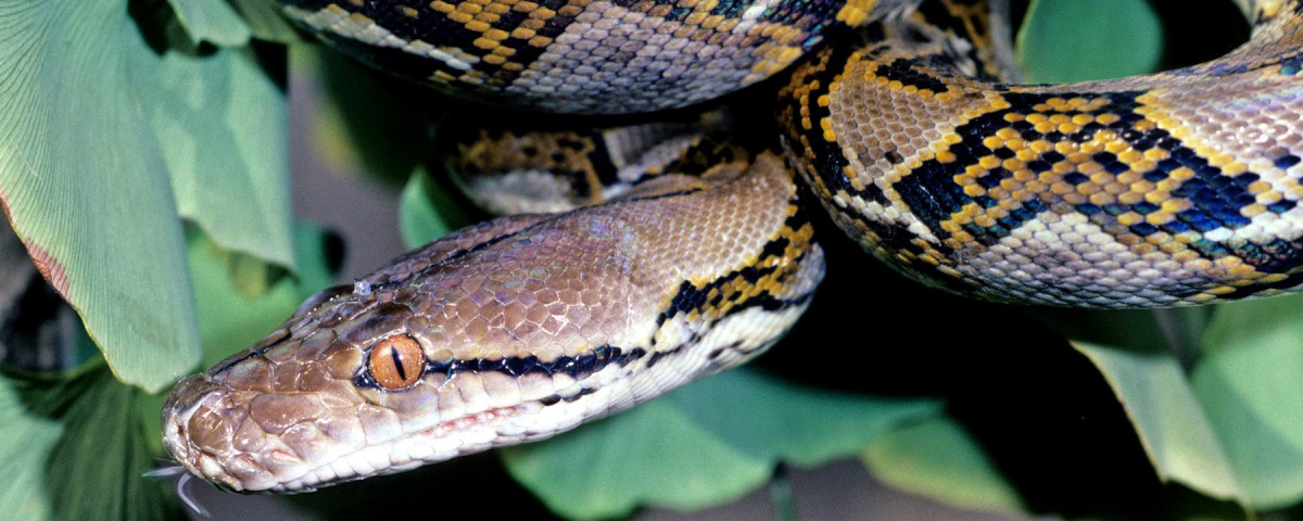 Malayopython reticulatus has colonized Puerto Rico - SerpentResearch.Com